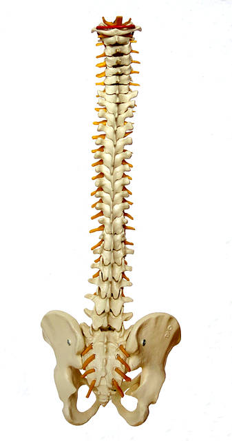 How Many Vertebrae Do Humans Have Knowledge How Many Vertebrae Do Humans Have Knowledge